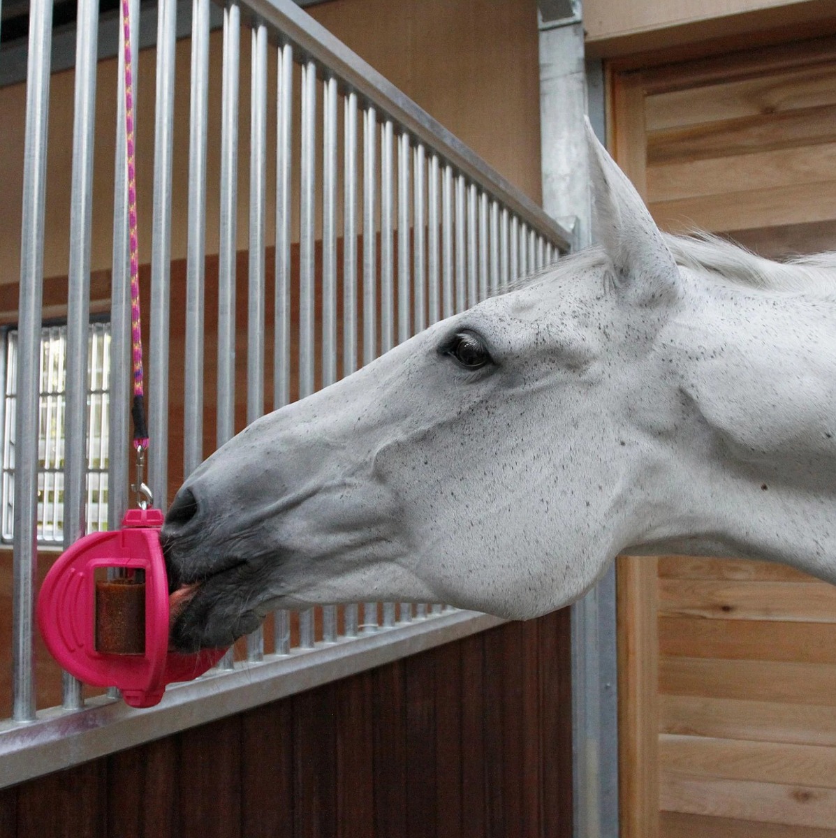 Bizzy Ball acheter en ligne | iPet.ch