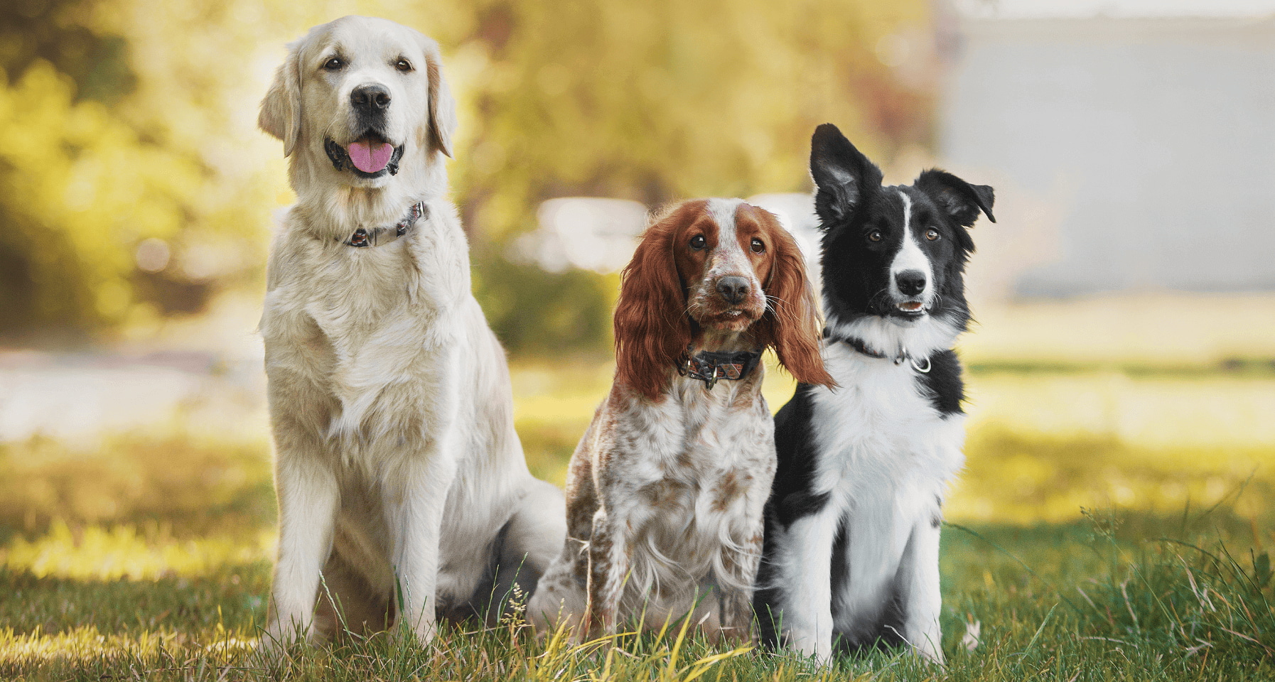 Hunde-Shop: Hundebedarf günstig online kaufen | iPet.ch