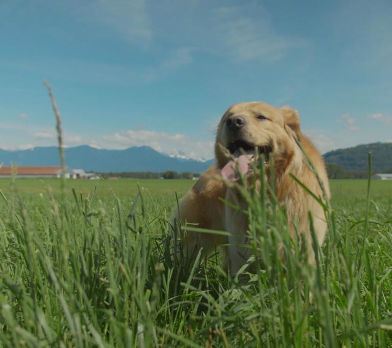 iPet.ch : Nourriture & accessoires pour chien & chat